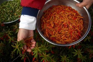 Labrador Tea and Fall Colours – Rapid Lake